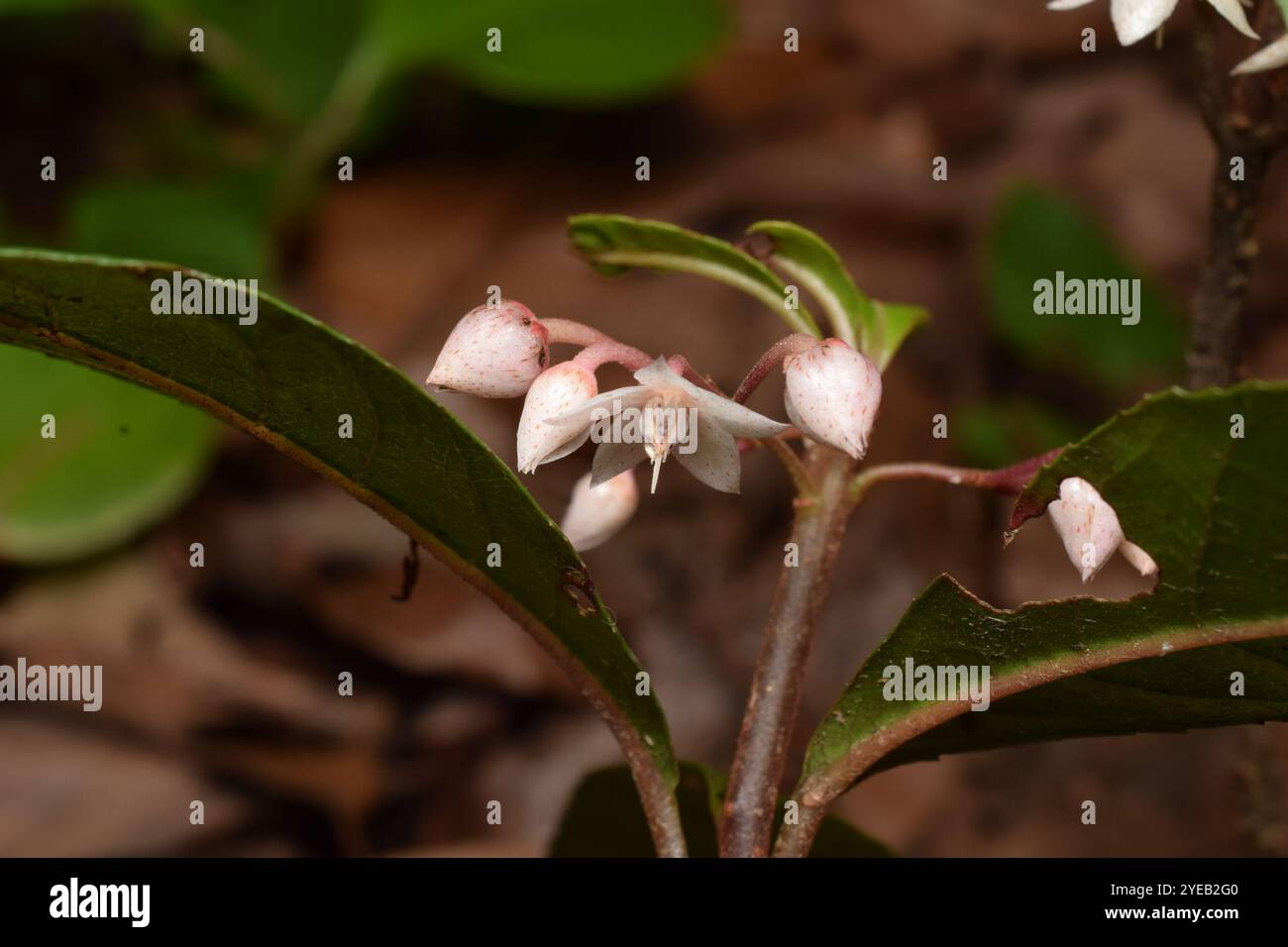 Cleyera japonica hi-res stock photography and images - Alamy