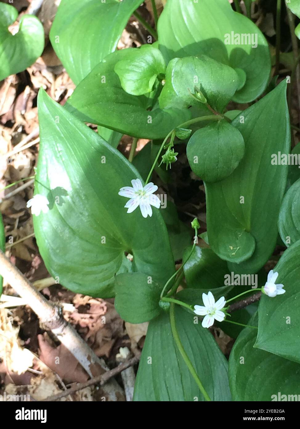 Candy Flower (Claytonia sibirica Stock Photo - Alamy