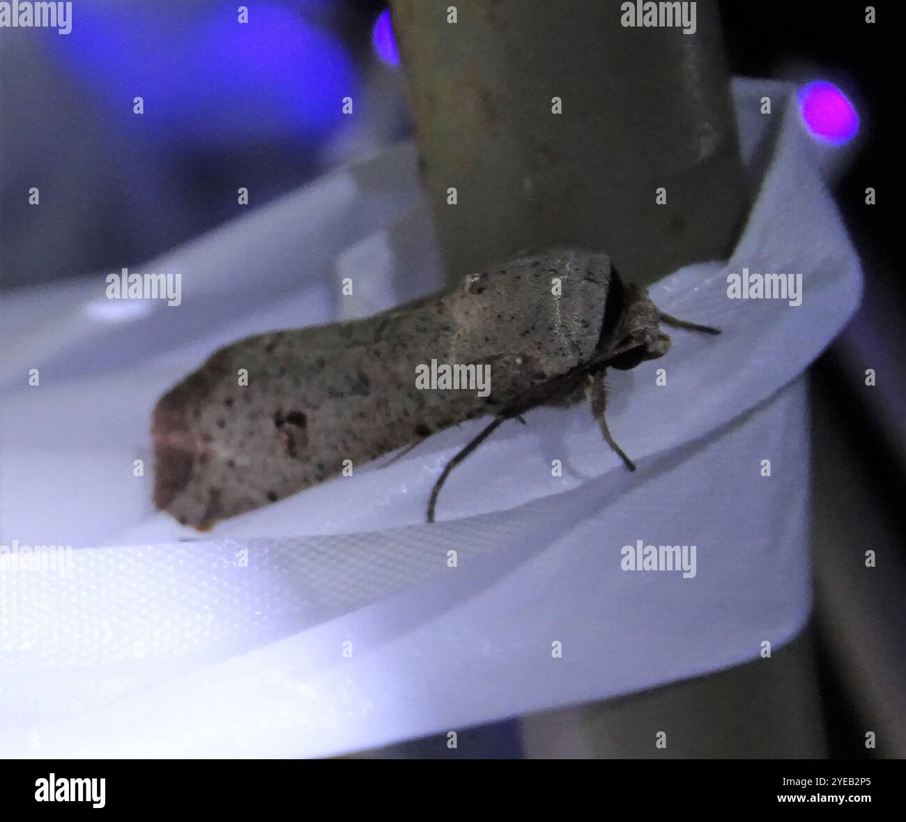 Green Cutworm Moth (Anicla infecta Stock Photo - Alamy