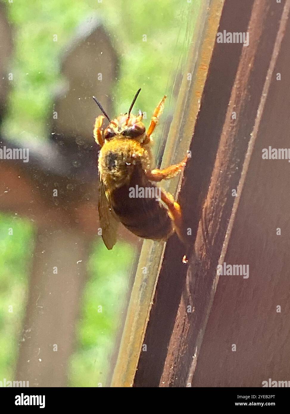 Teddy Bear Bee (Amegilla bombiformis Stock Photo - Alamy
