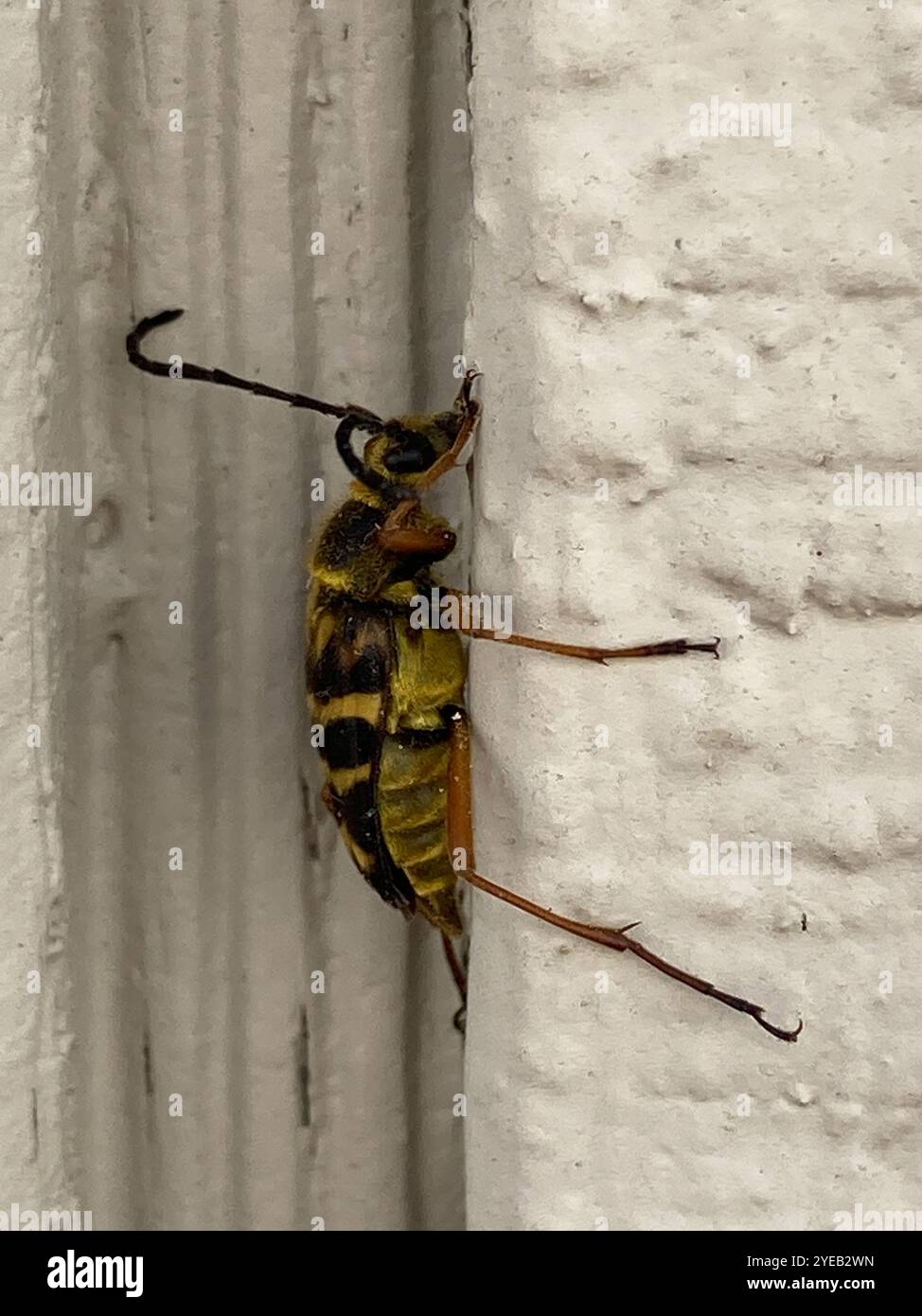 Zebra Longhorn Beetle (Typocerus zebra Stock Photo - Alamy