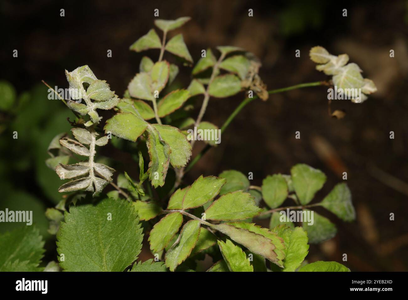 Rose Powdery Mildew (Podosphaera pannosa Stock Photo - Alamy