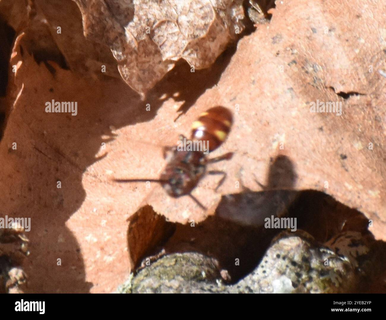 Nomad Bees (Nomada Stock Photo - Alamy
