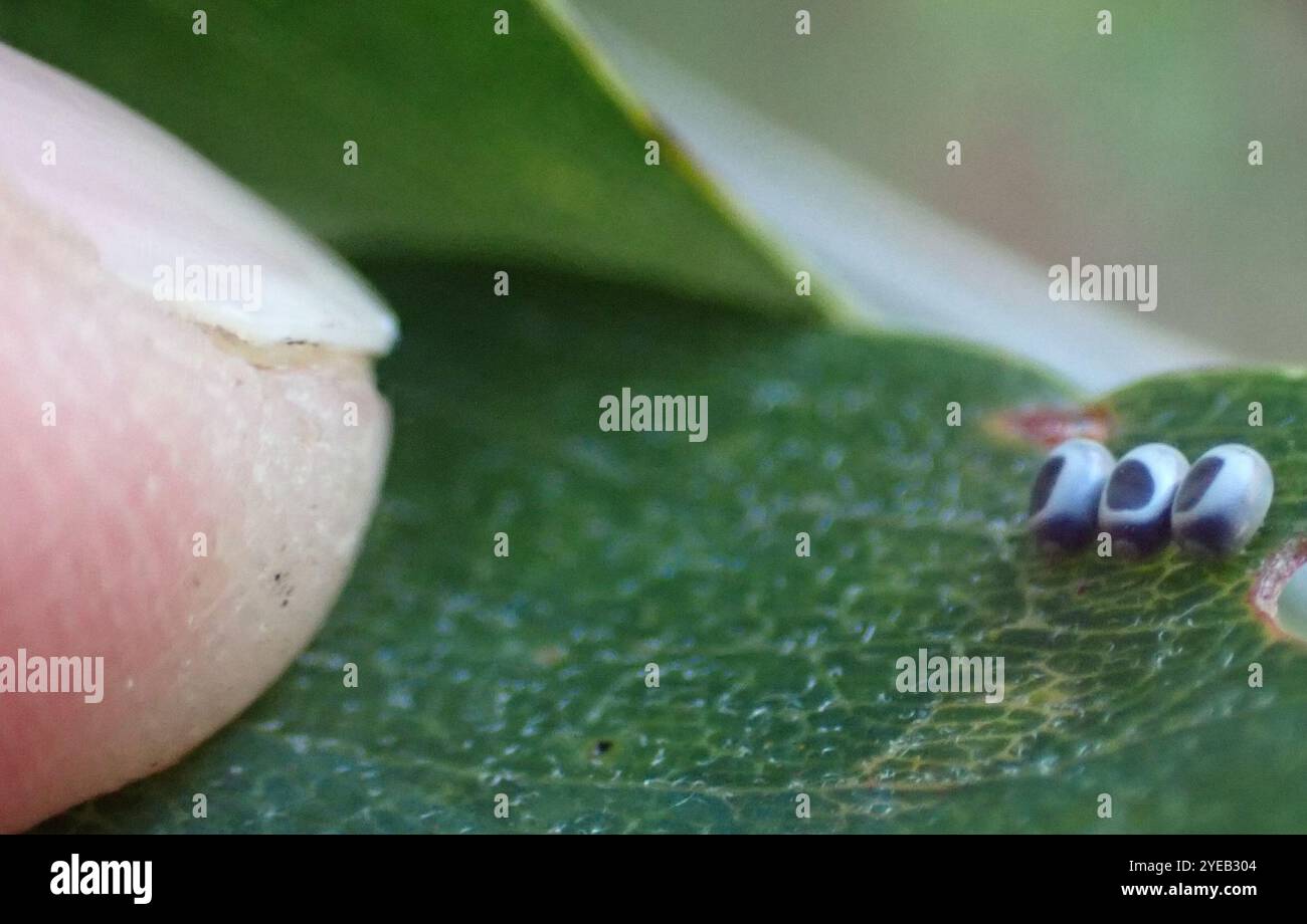 Lappet Moths (Lasiocampidae Stock Photo - Alamy