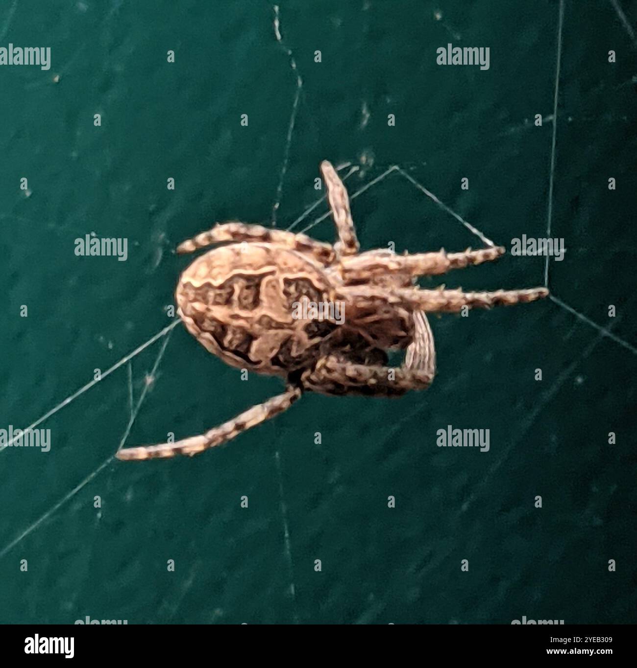 Furrow Spiders (Larinioides Stock Photo - Alamy