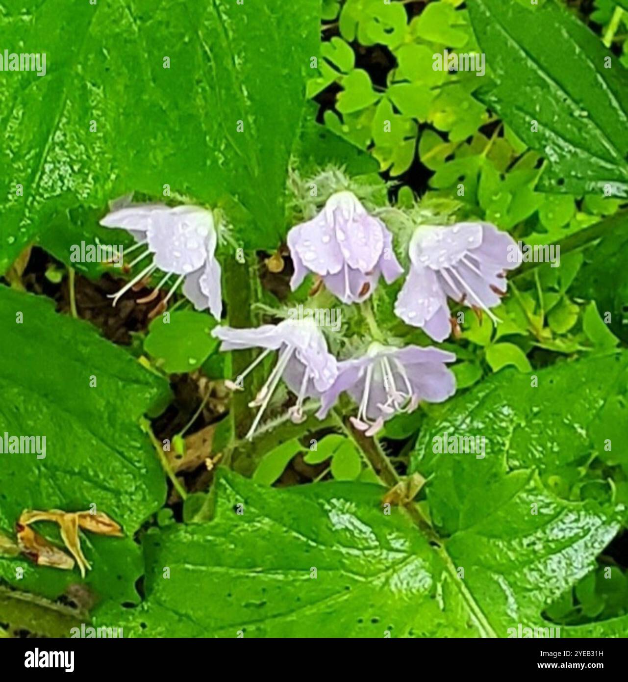 great waterleaf (Hydrophyllum appendiculatum Stock Photo - Alamy
