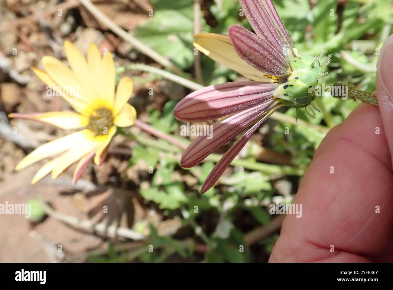 Capeweed hi-res stock photography and images - Alamy