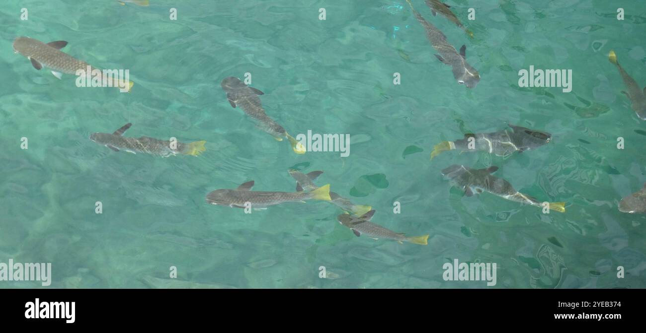 Squaretail mullet hi-res stock photography and images - Alamy