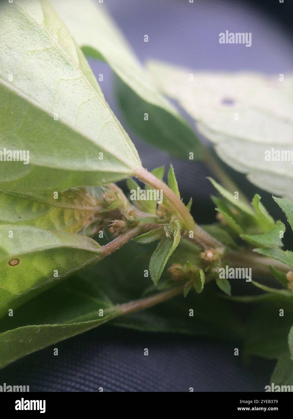 common copperleaf (Acalypha rhomboidea Stock Photo - Alamy