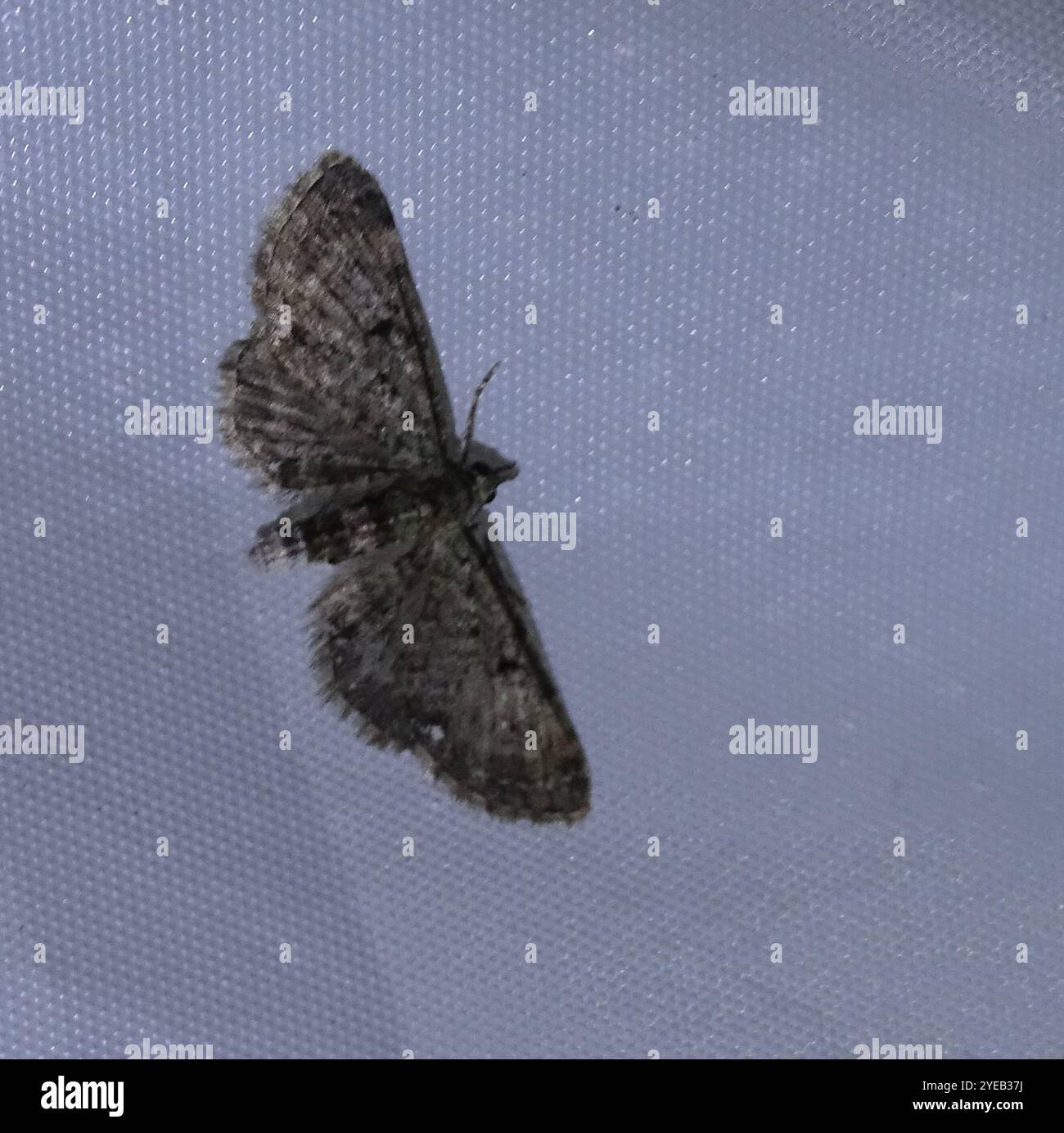 Common eupithecia hi-res stock photography and images - Alamy