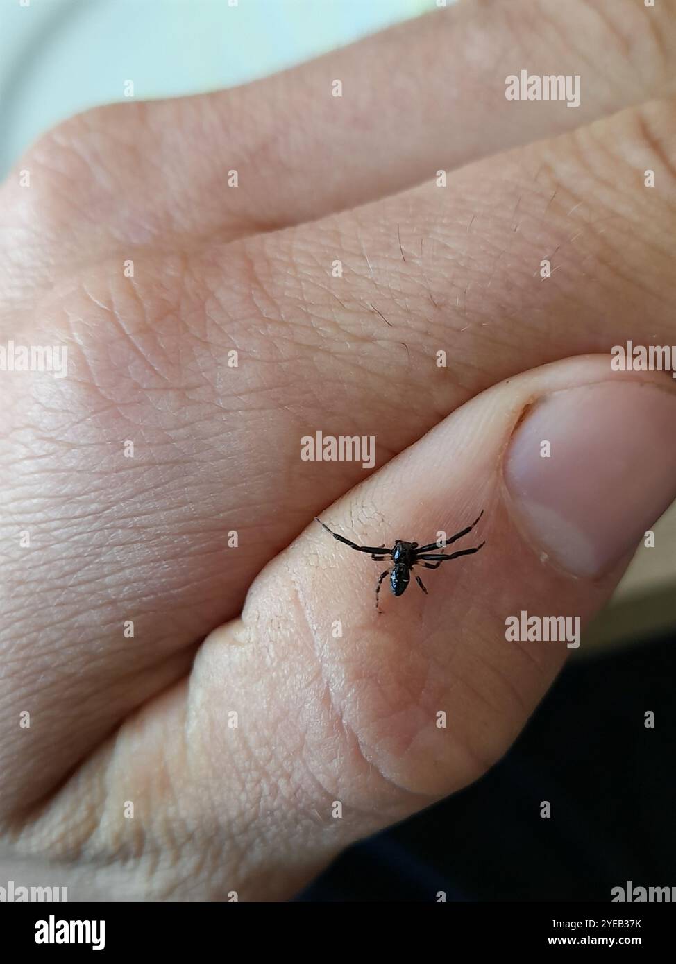 Napoleon Spider (Synema globosum Stock Photo - Alamy