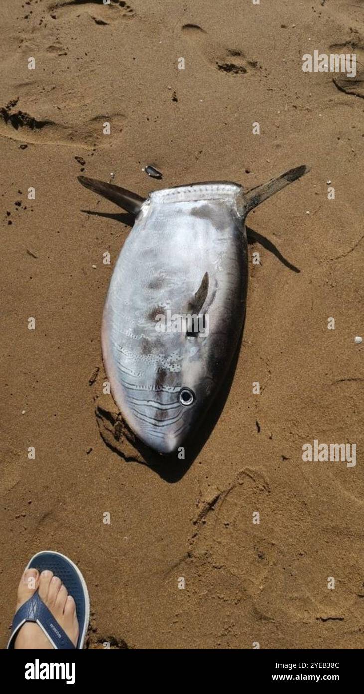 Slender Mola (Ranzania laevis Stock Photo - Alamy