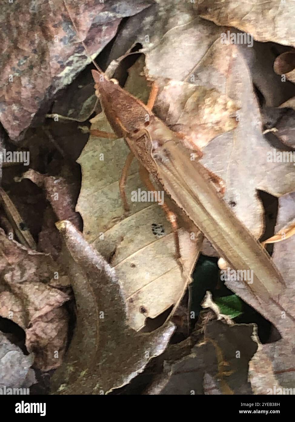 Common Coneheads (Neoconocephalus Stock Photo - Alamy