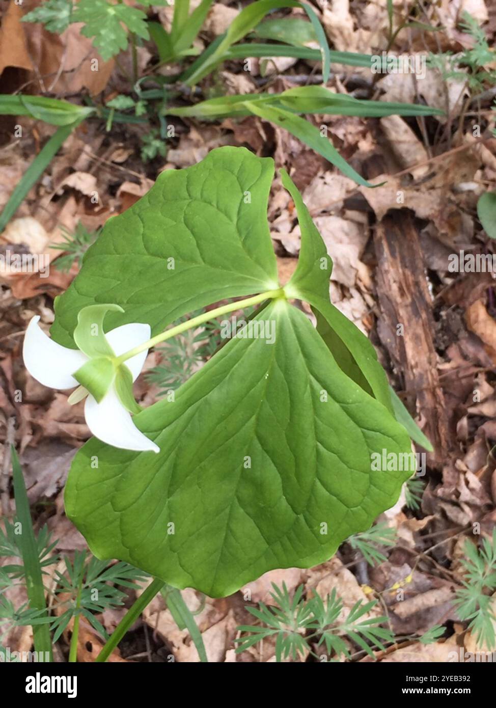 drooping trillium (Trillium flexipes Stock Photo - Alamy