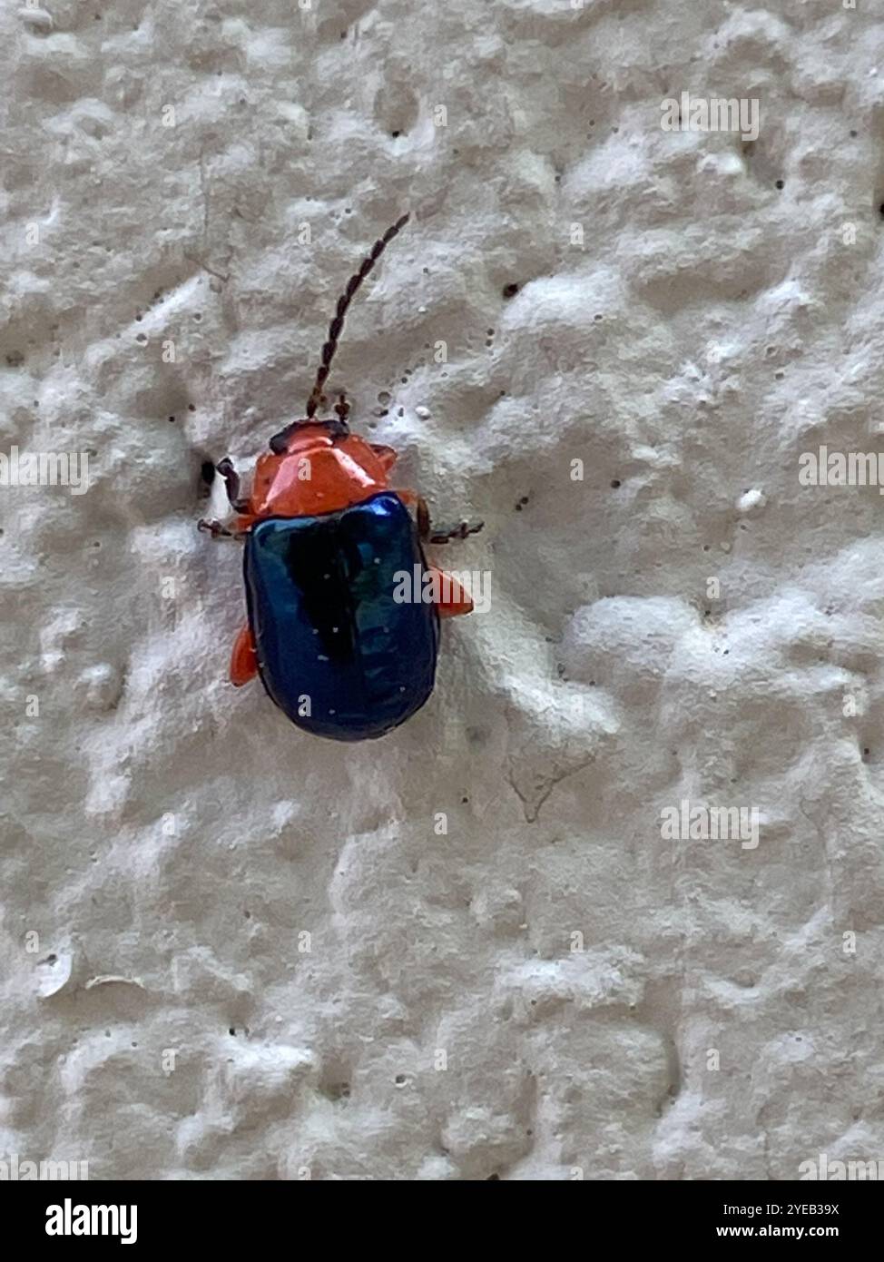 Shiny flea beetle hi-res stock photography and images - Alamy