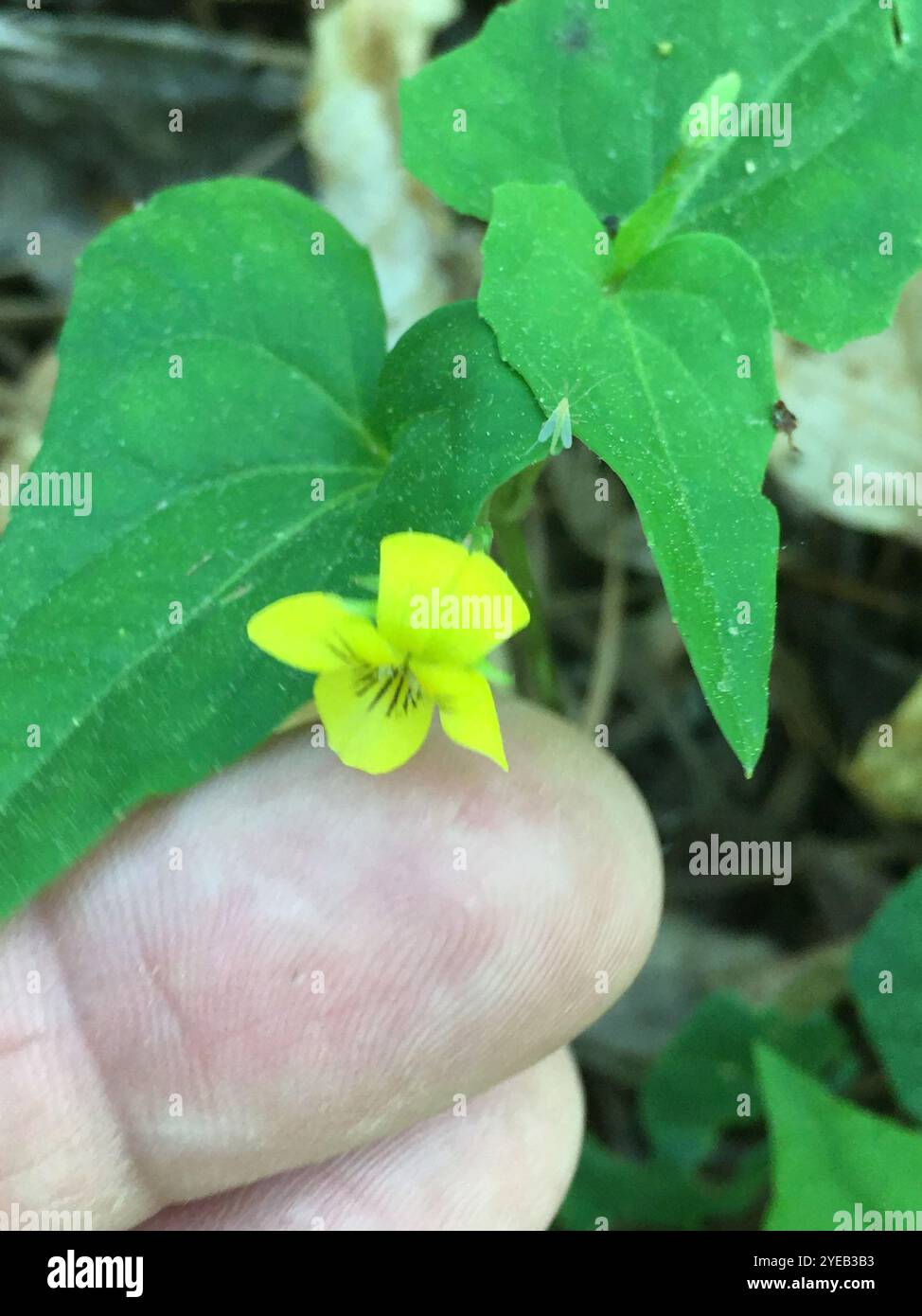 Halberd-leaved violet (Viola hastata Stock Photo - Alamy