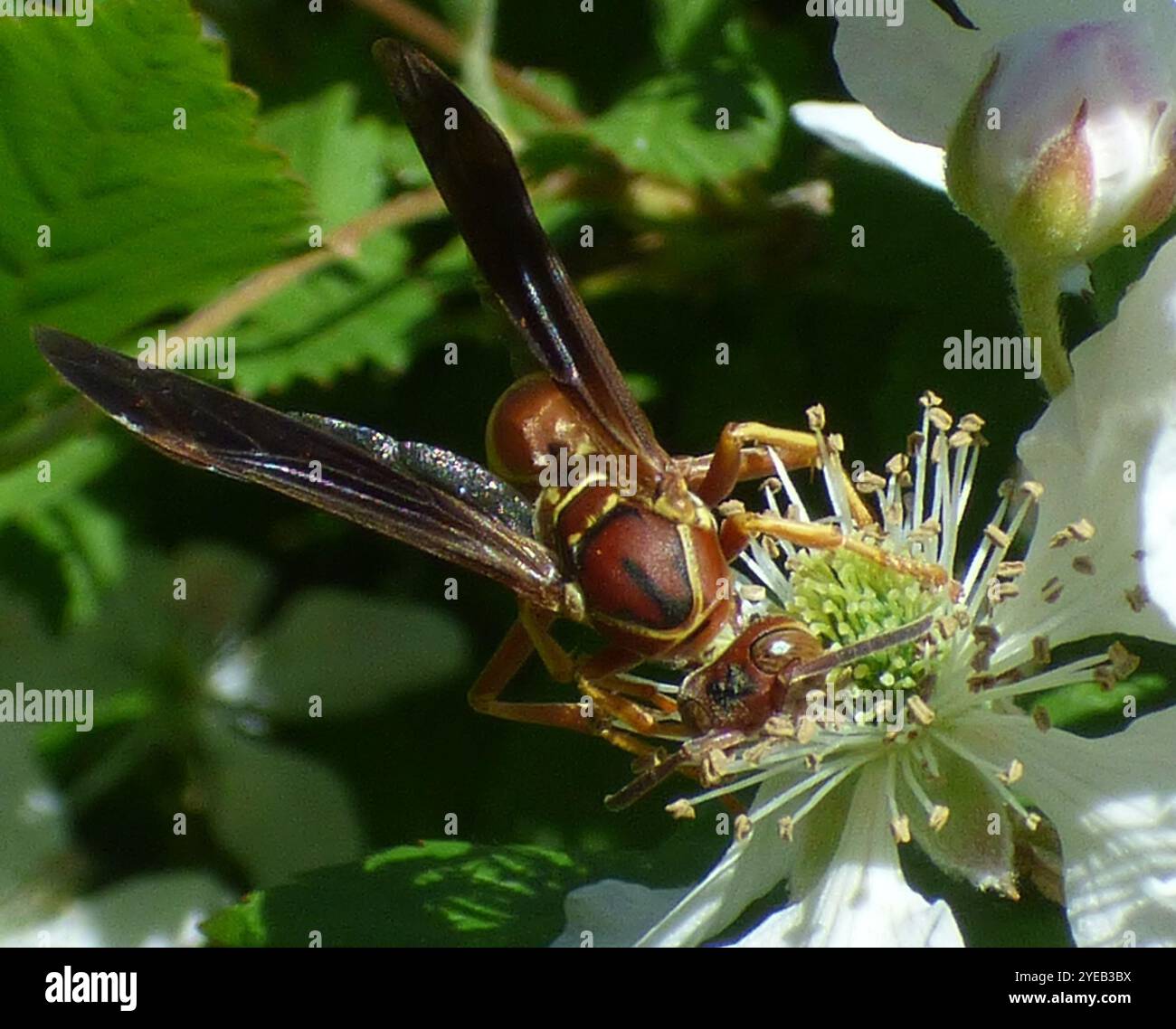 Southern Paper Wasp (Polistes bellicosus Stock Photo - Alamy