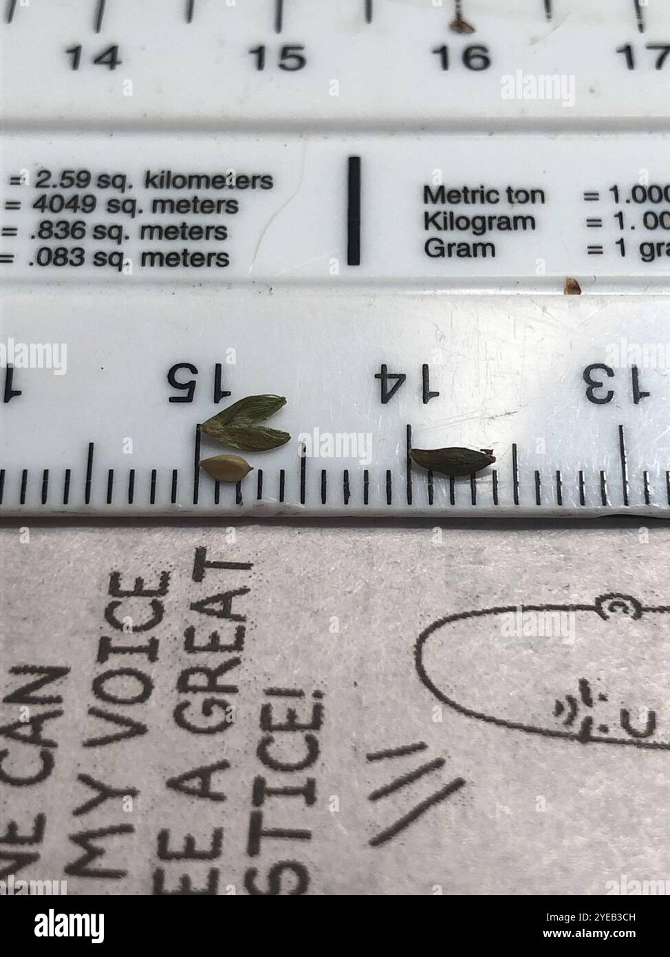 flat-spiked sedge (Carex planispicata Stock Photo - Alamy