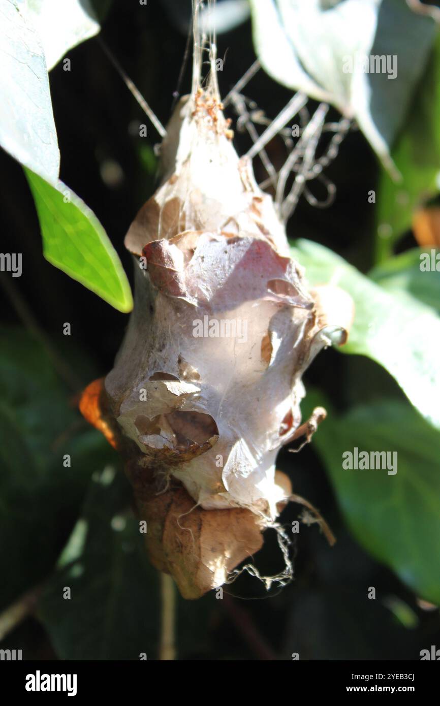 Rain Spiders (Palystes Stock Photo - Alamy