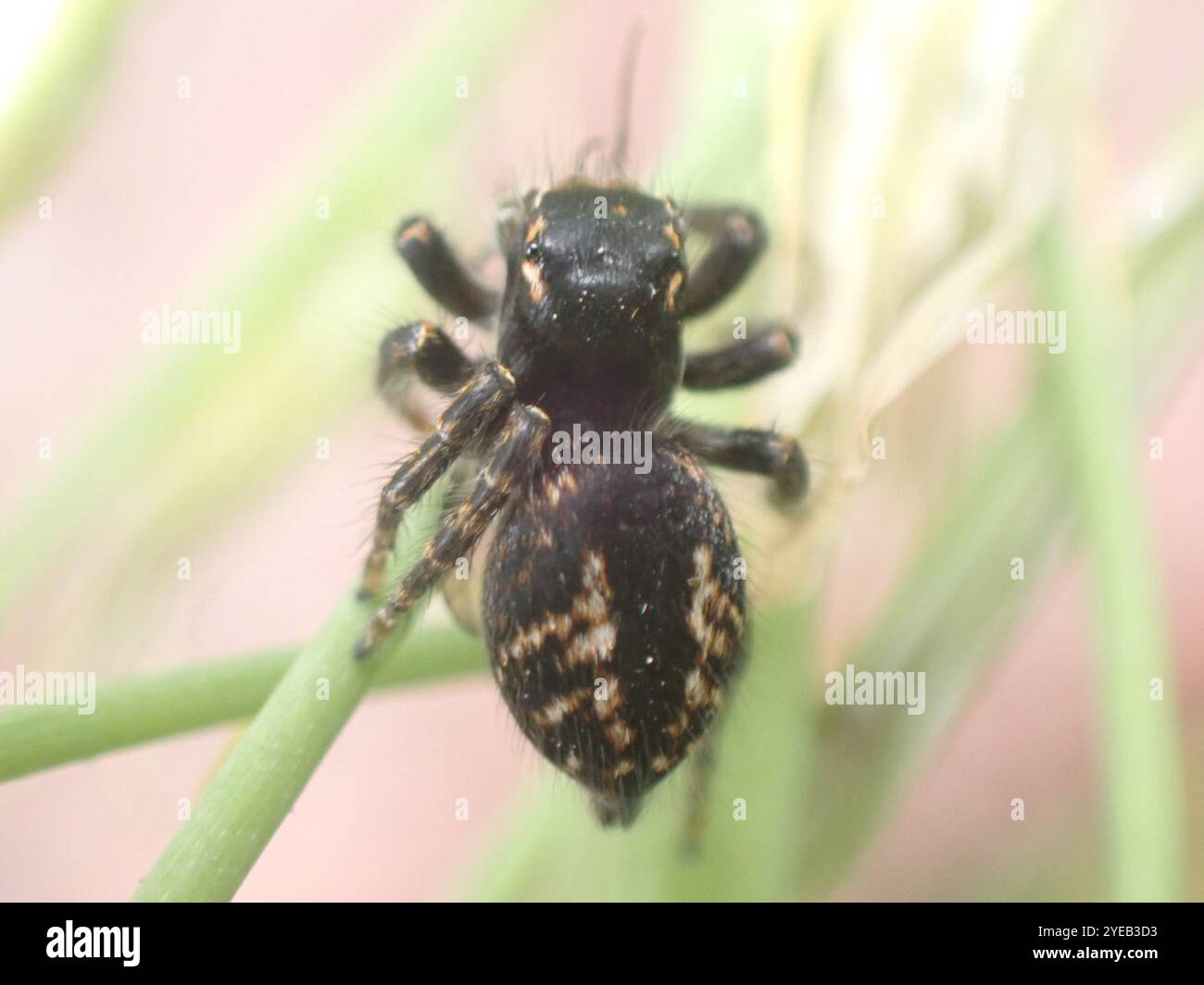 Red-bellied Jumping Spider (Philaeus chrysops Stock Photo - Alamy