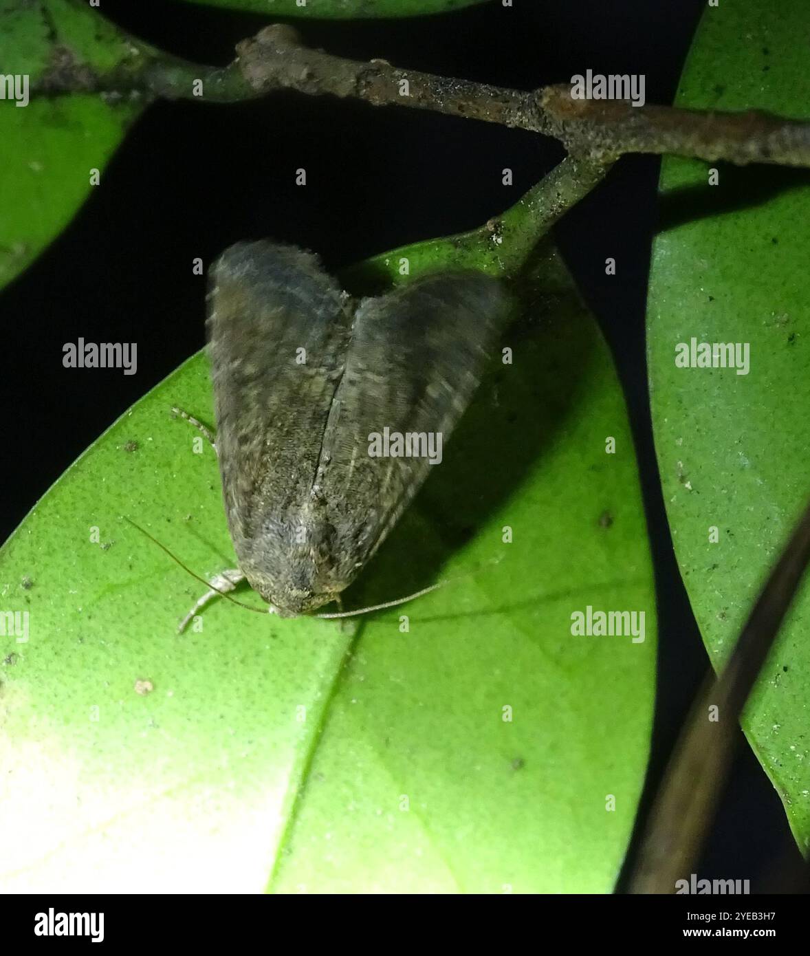 Cutworms and Dart Moths (Noctuinae Stock Photo - Alamy