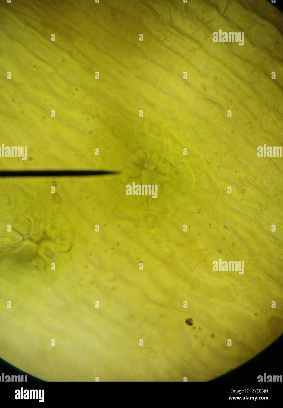 Orthotrichum anomalum hi-res stock photography and images - Alamy