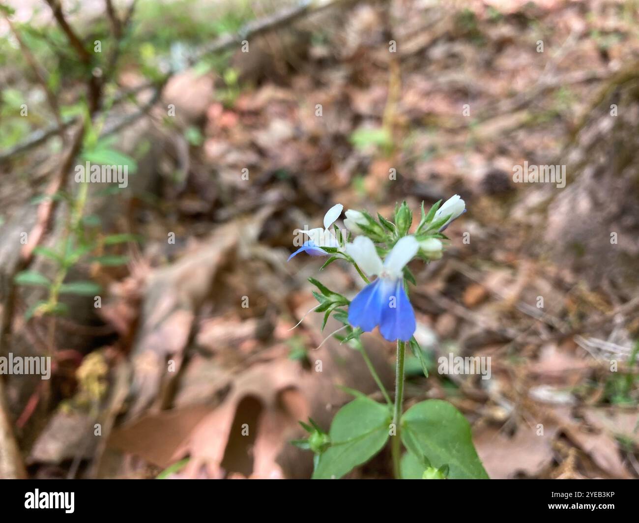 spring blue-eyed Mary (Collinsia verna Stock Photo - Alamy