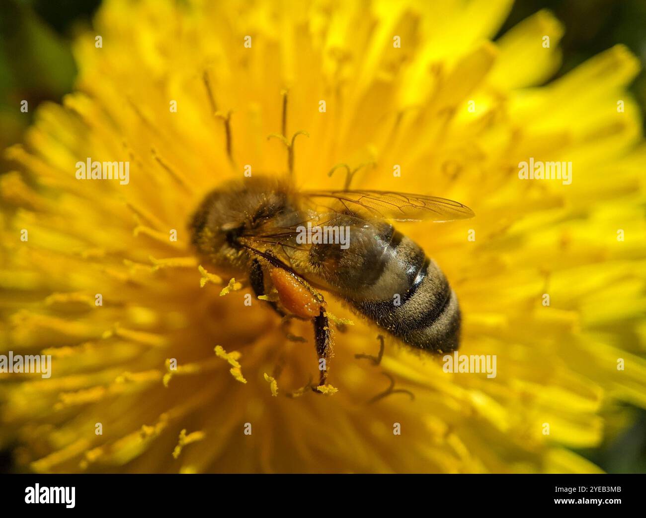 Western Honey Bee (Apis mellifera Stock Photo - Alamy