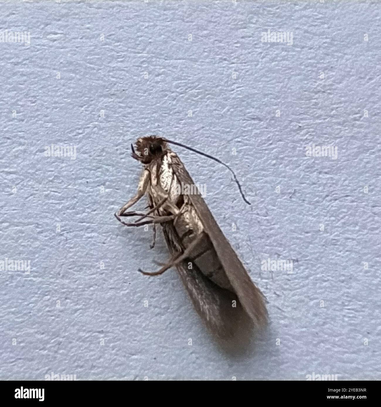 Webbing clothes moth hi-res stock photography and images - Alamy