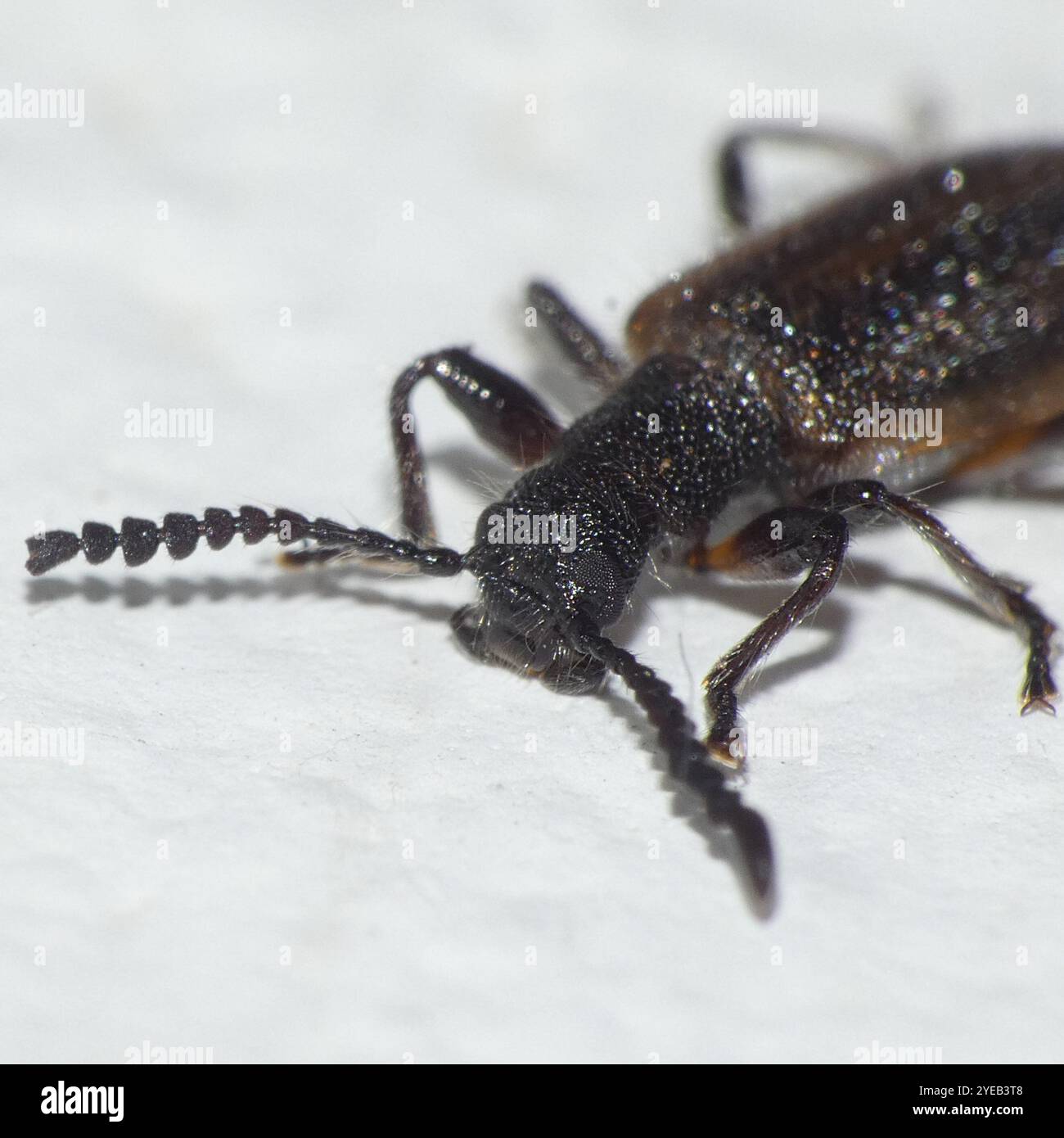 Lagriini hi-res stock photography and images - Alamy