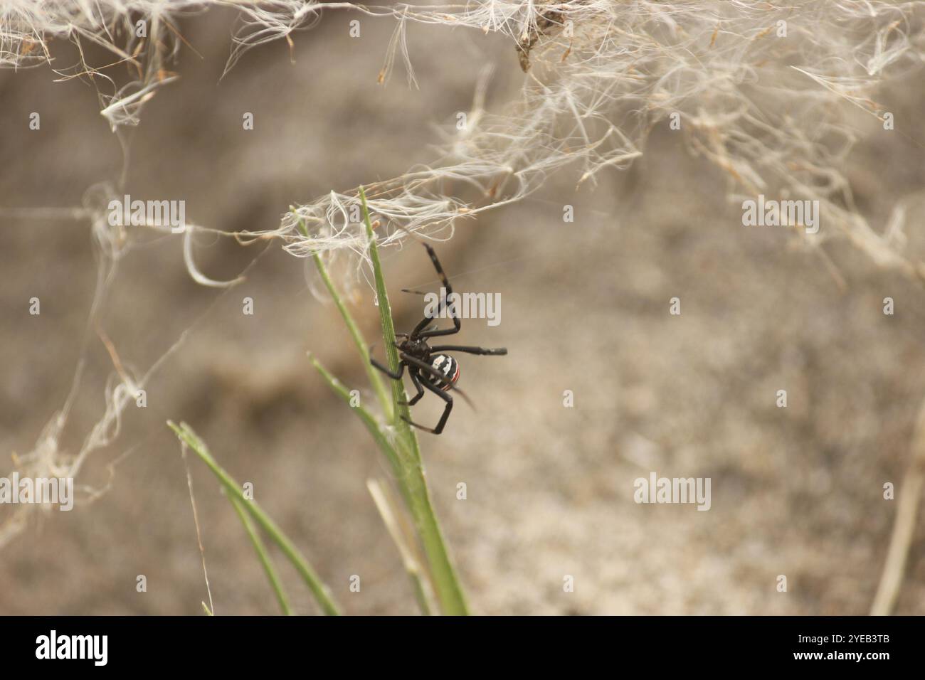 Widow Spiders (Latrodectus Stock Photo - Alamy