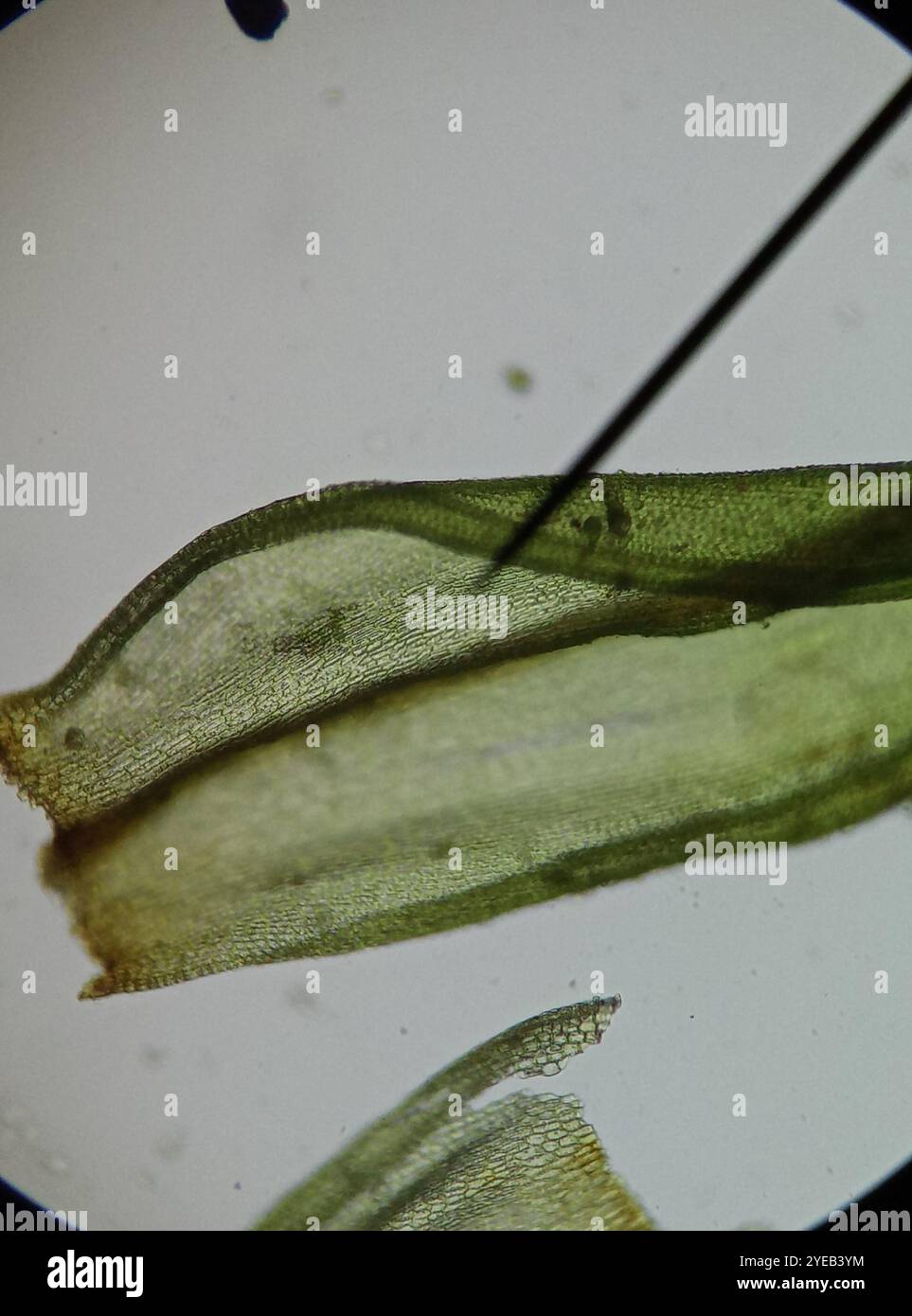Wood Bristle-moss (Lewinskya affinis Stock Photo - Alamy