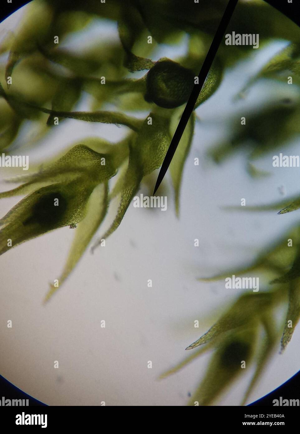 creeping feather-moss (Amblystegium serpens Stock Photo - Alamy