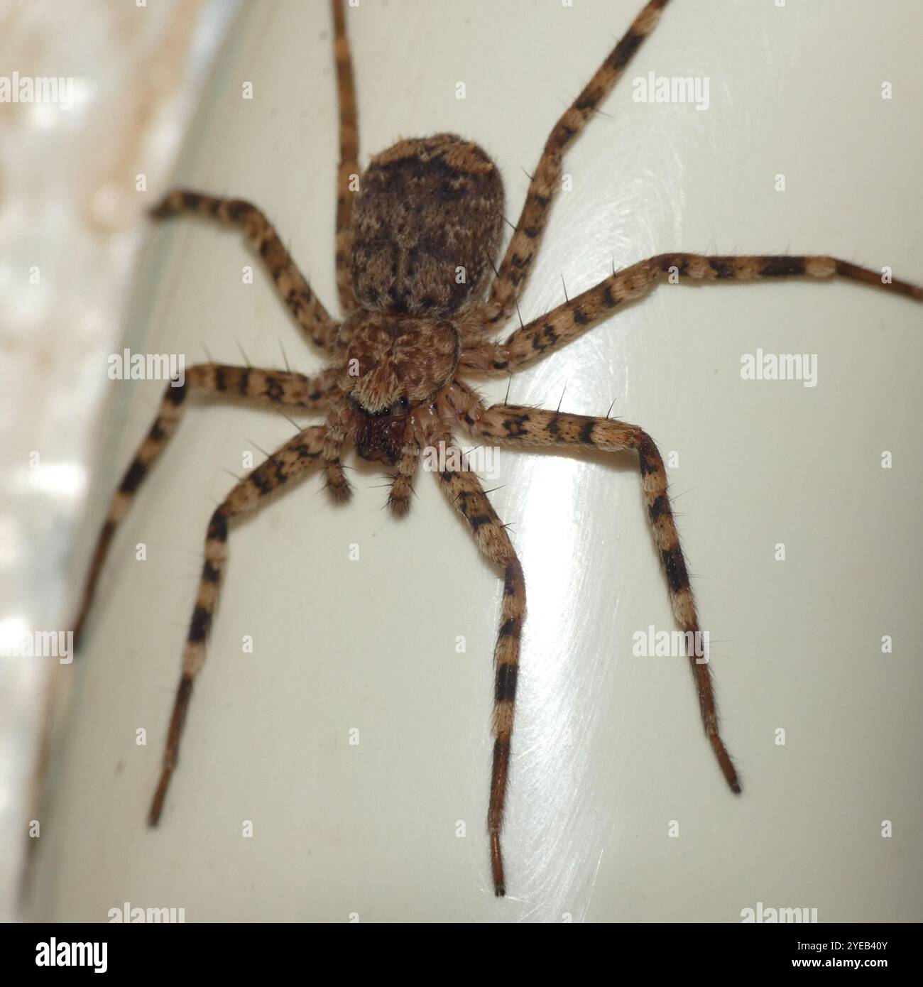 Crescent-eyed Spiders (Selenops Stock Photo - Alamy