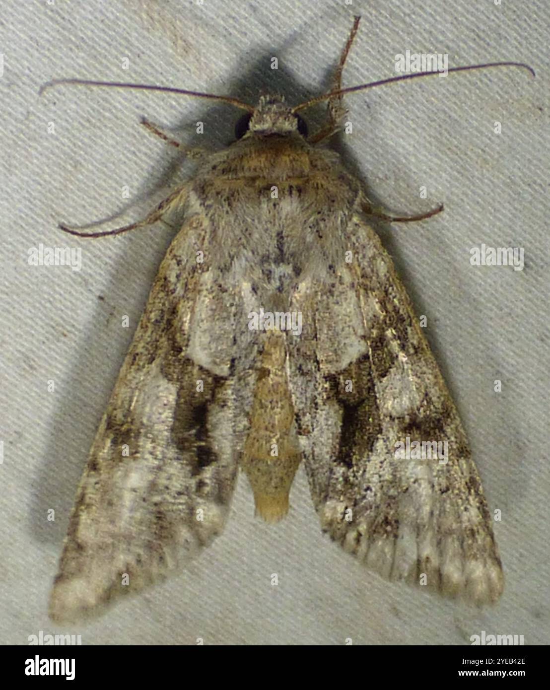 Distinct Quaker (Achatia distincta Stock Photo - Alamy