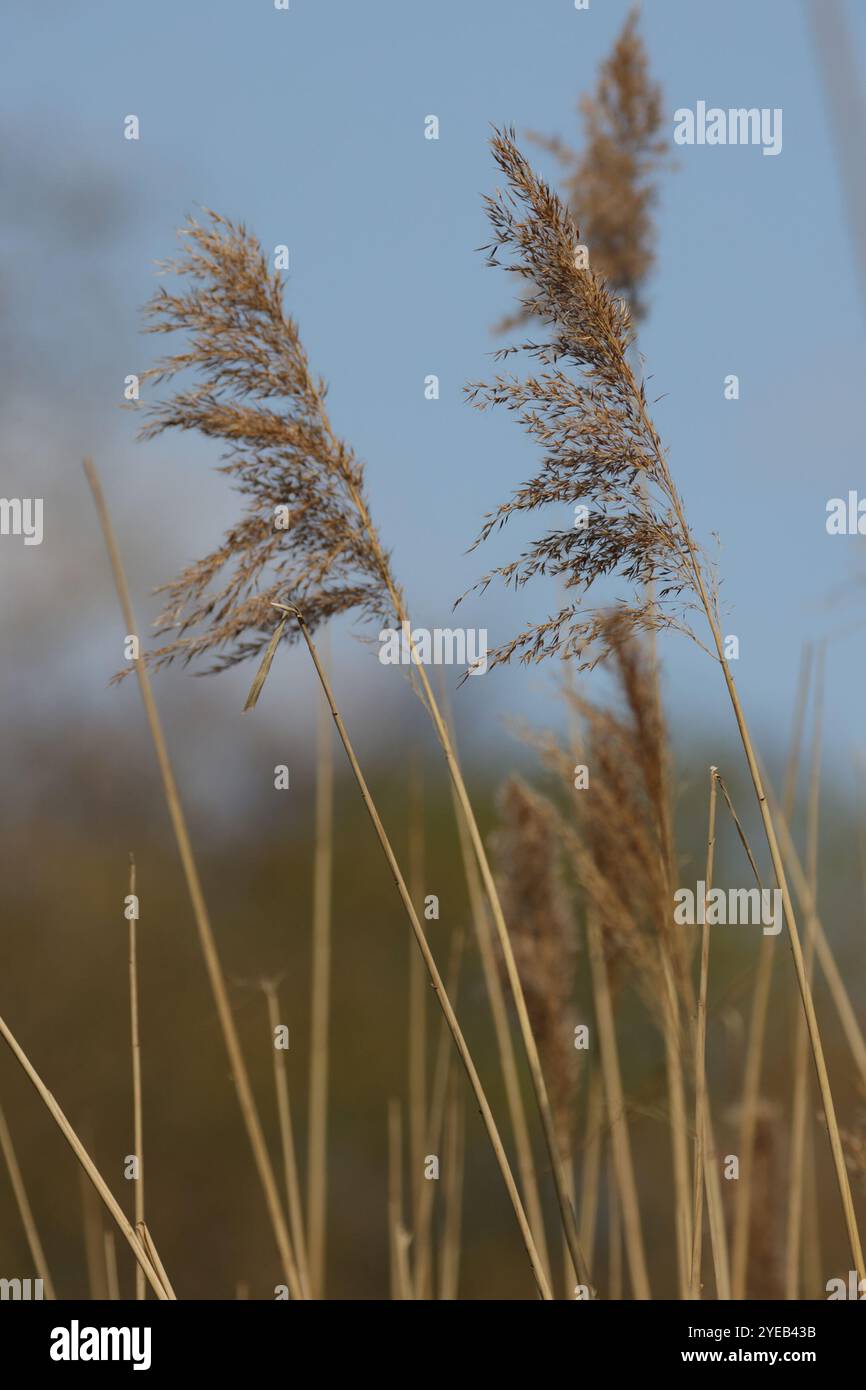European reed (Phragmites australis australis Stock Photo - Alamy