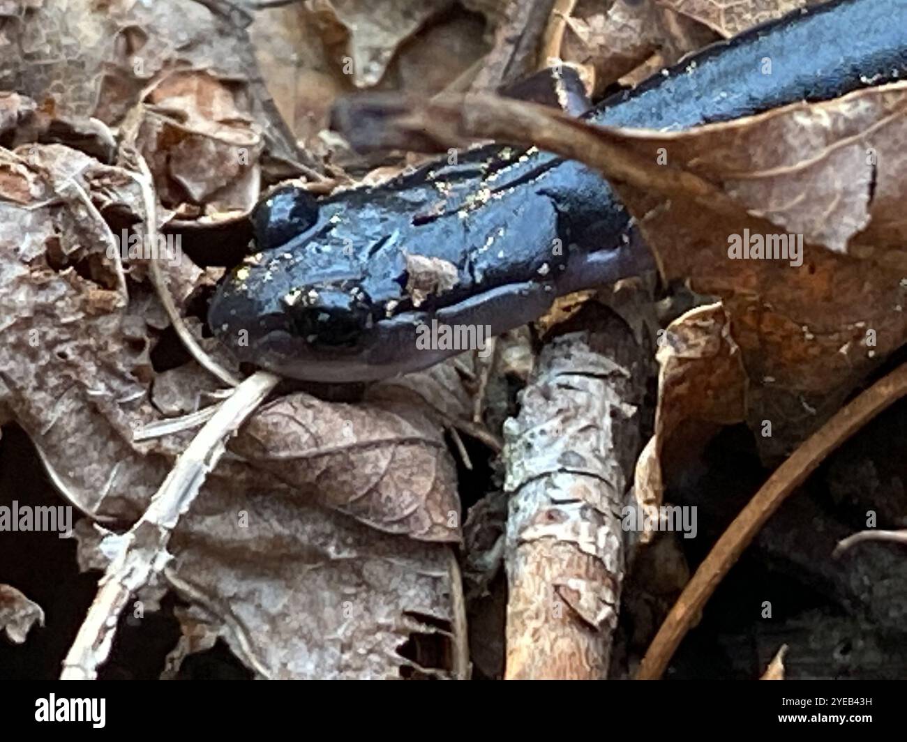 Southern Gray-cheeked Salamander (Plethodon metcalfi Stock Photo - Alamy