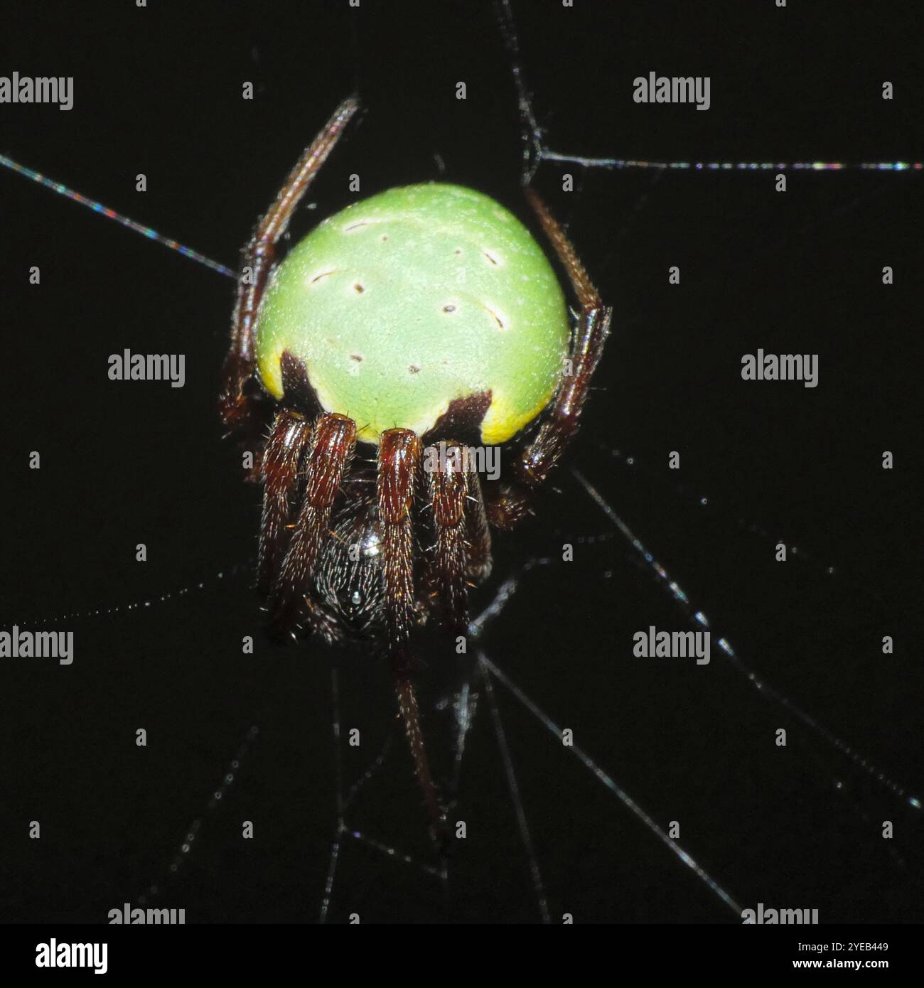 Pea spider hi-res stock photography and images - Alamy