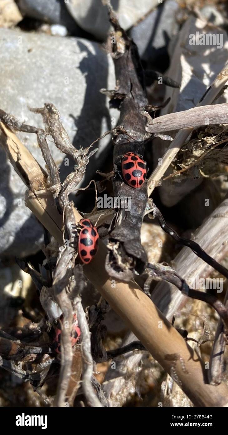 Spotted Pink Lady Beetle (Coleomegilla maculata Stock Photo - Alamy