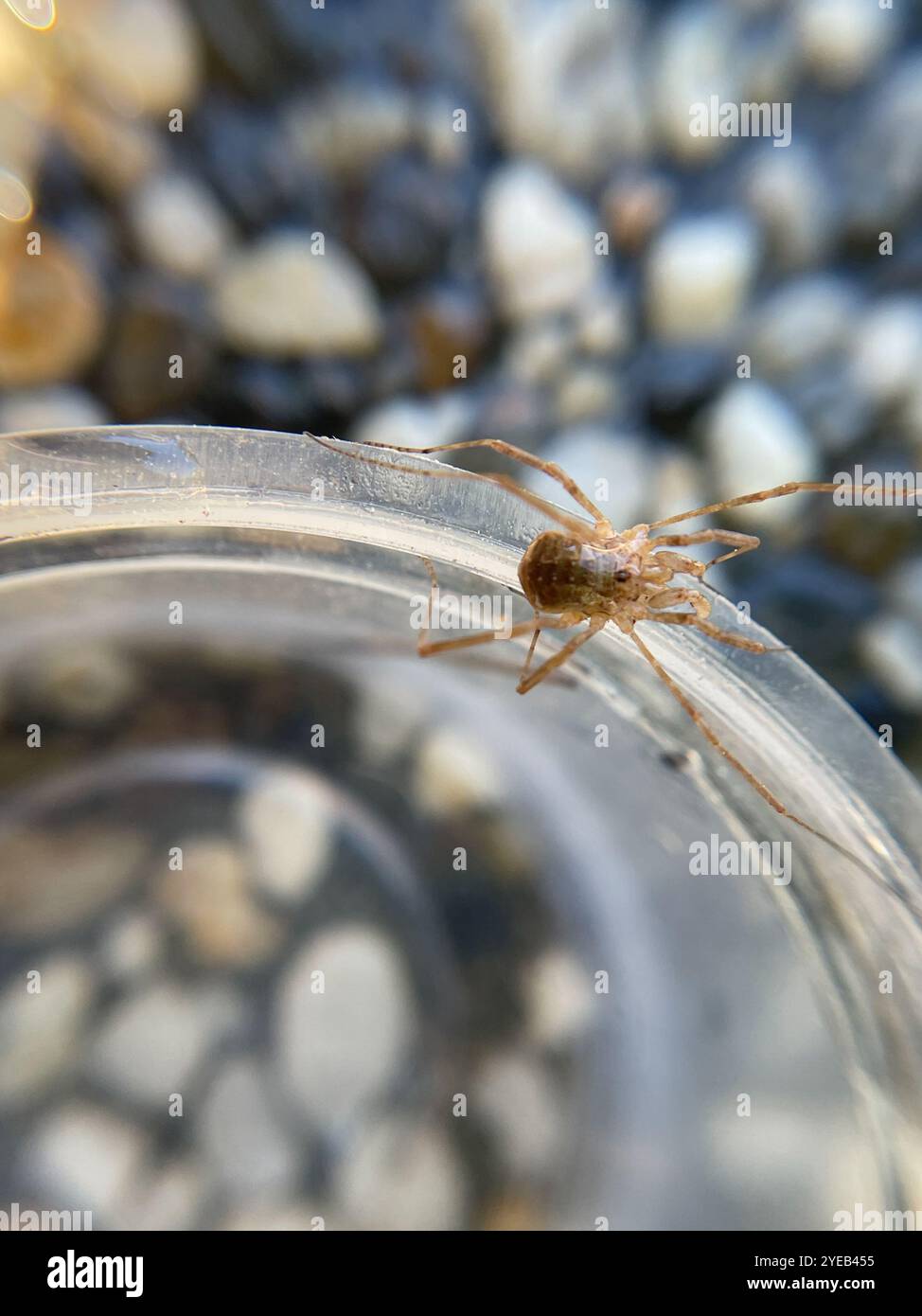 Protolophus hi-res stock photography and images - Alamy