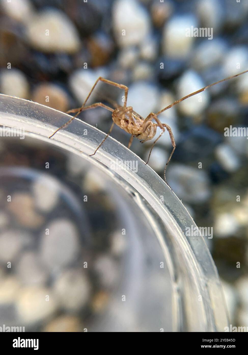 Protolophus hi-res stock photography and images - Alamy