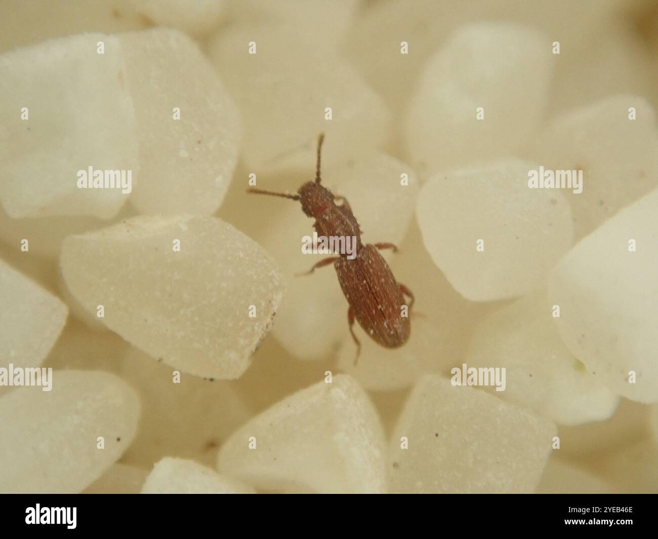 Sawtoothed Grain Beetle (Oryzaephilus surinamensis Stock Photo - Alamy