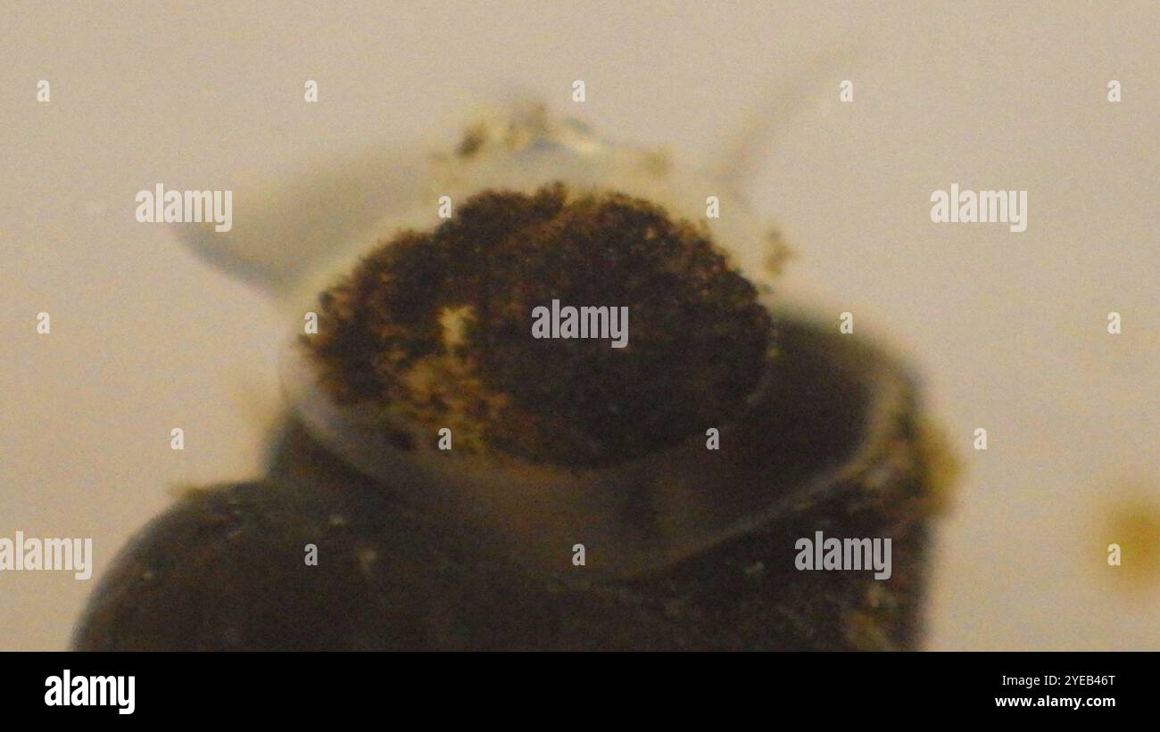 Hydrobiid Mud Snails (Hydrobiidae Stock Photo - Alamy