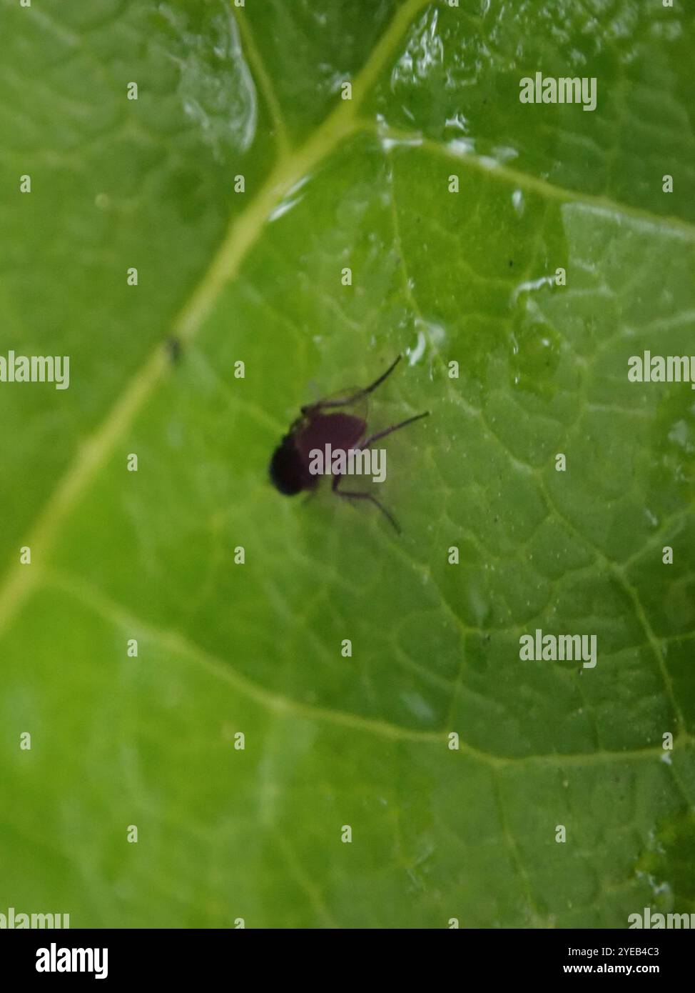 Humpbacked Flies (Phoridae Stock Photo - Alamy