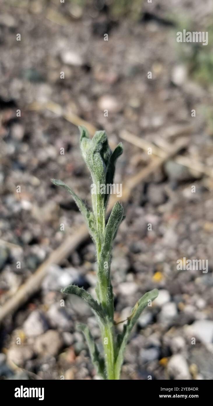 Maltese star-thistle (Centaurea melitensis Stock Photo - Alamy