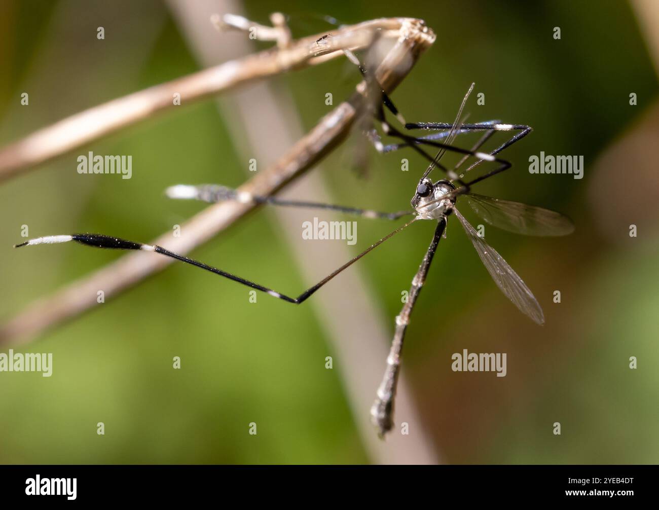 Eastern Phantom Crane Fly (Bittacomorpha clavipes Stock Photo - Alamy