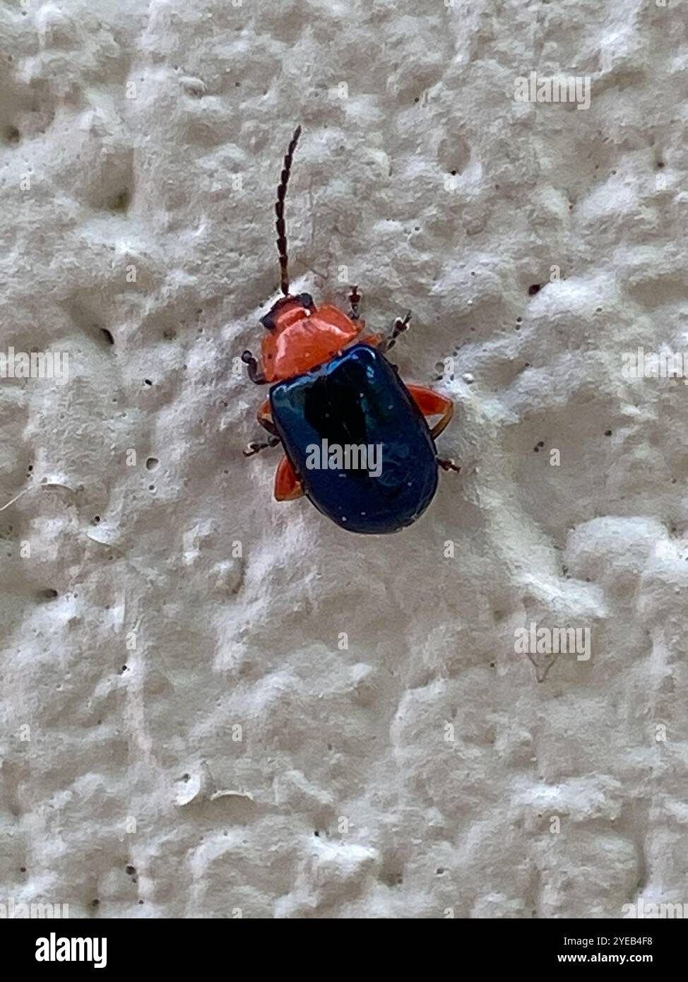 Shiny Flea Beetle (Asphaera lustrans Stock Photo - Alamy