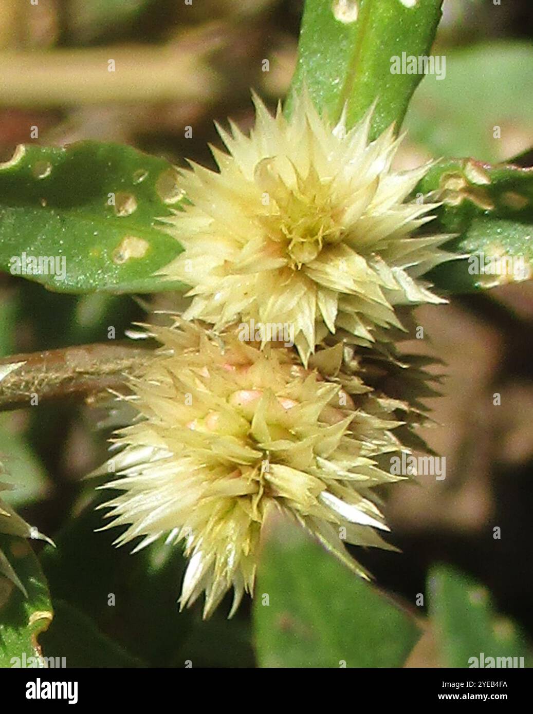 Sessile joyweed alternanthera sessilis hi-res stock photography and ...