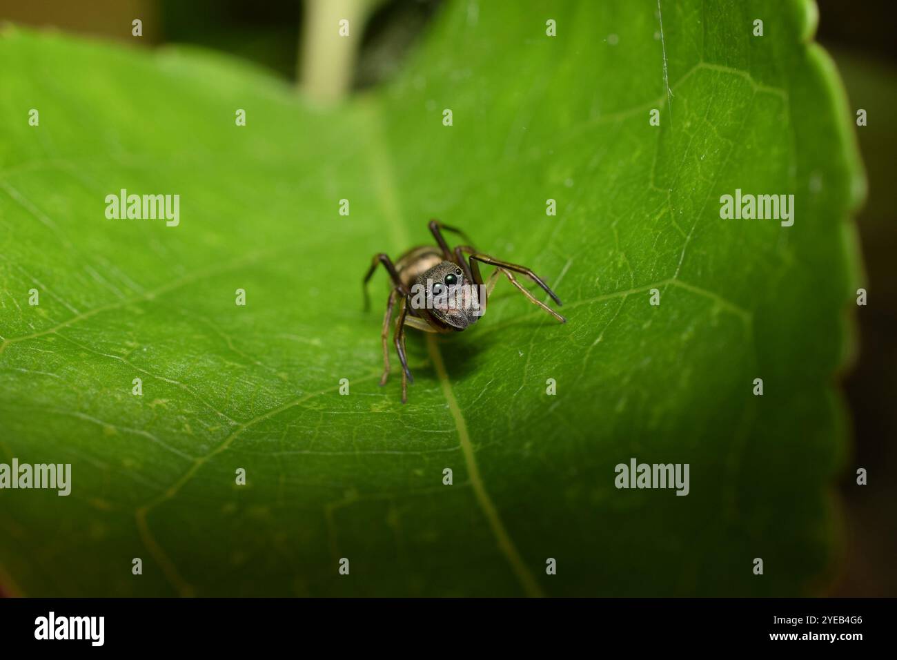 Japanese ant mimic spider hi-res stock photography and images - Alamy