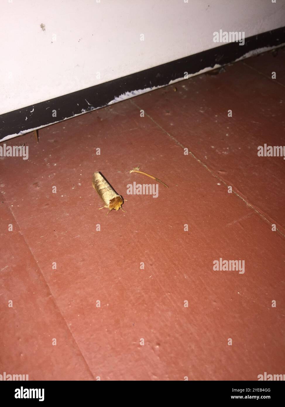 Walnut Caterpillar Moth (Datana integerrima Stock Photo - Alamy